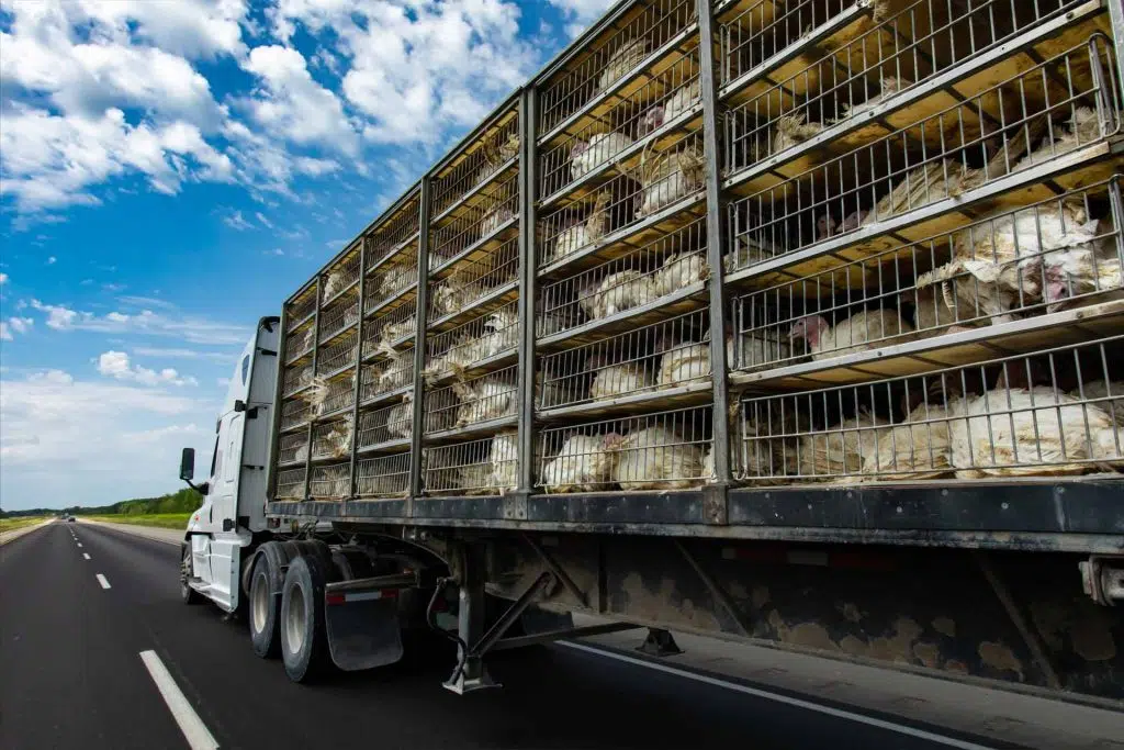 How to Load Poultry and Transport Them to the Slaughterhouse - Arta Protein